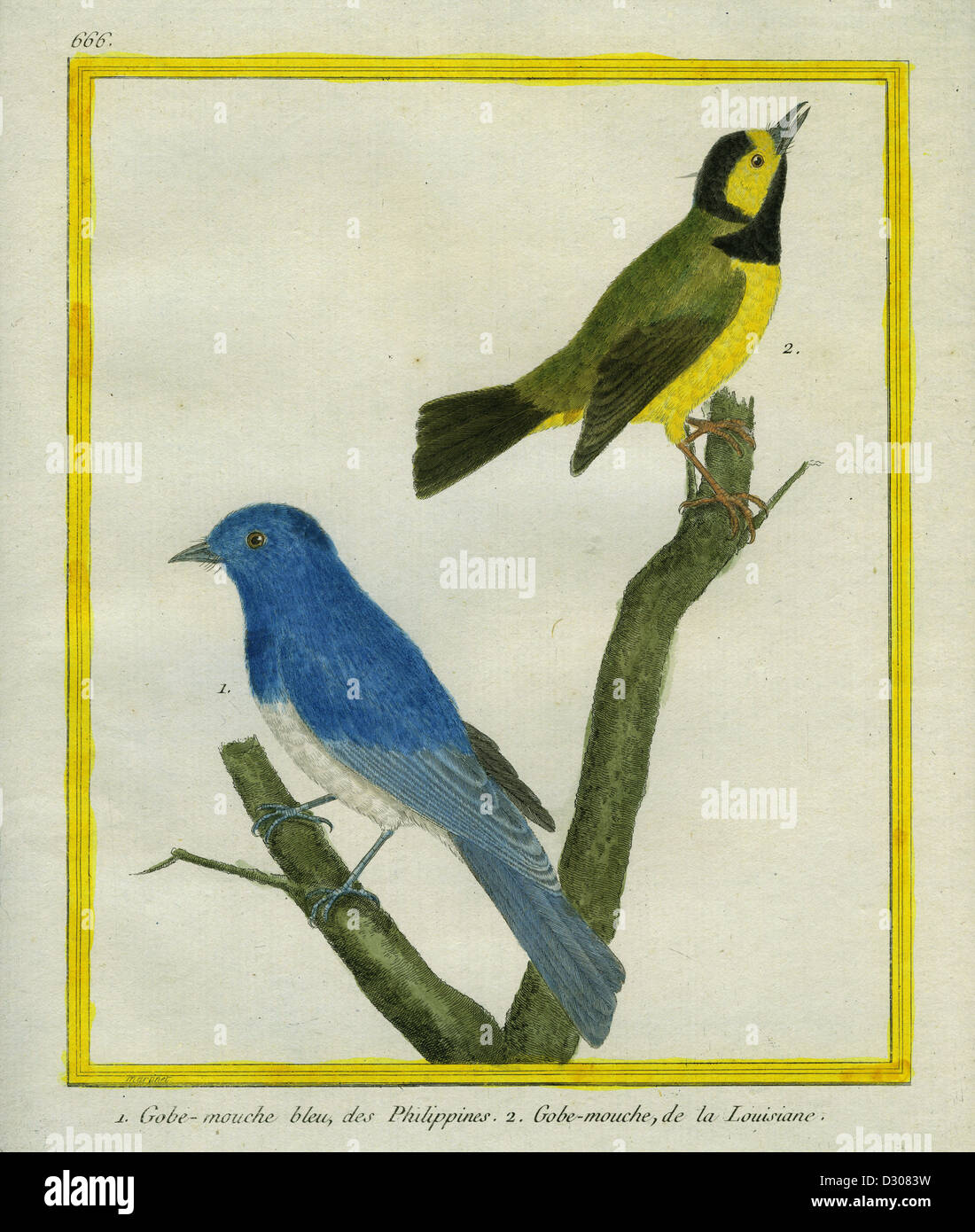 Palawan Blue Flycatcher and Yellow-bellied Flycatcher Stock Photo - Alamy