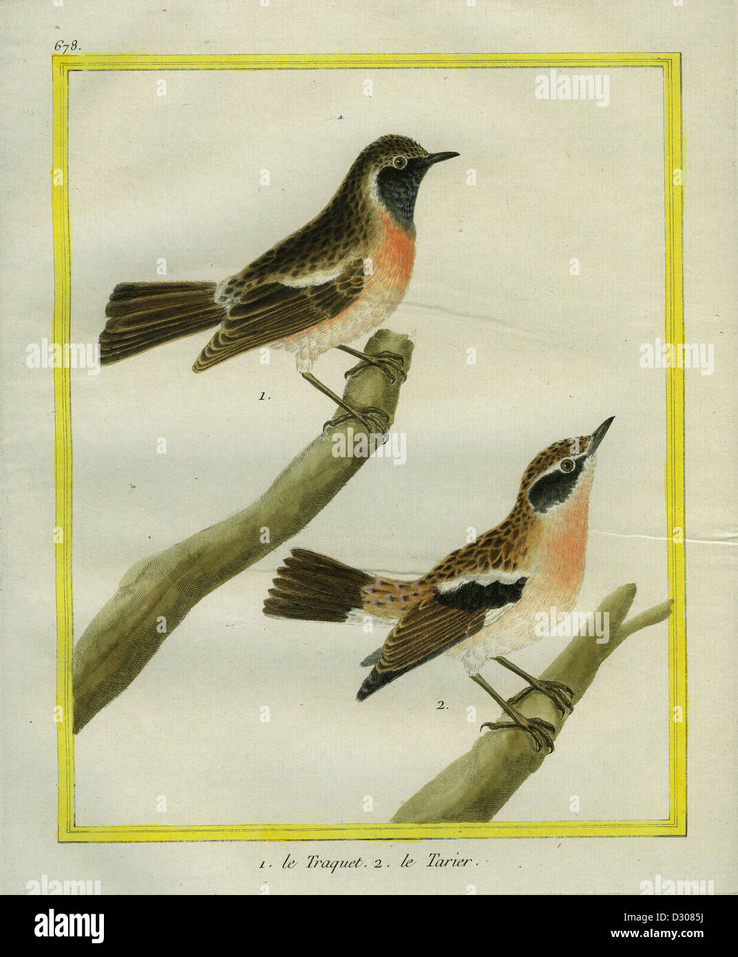 Wheatear and Whinchat Stock Photo - Alamy