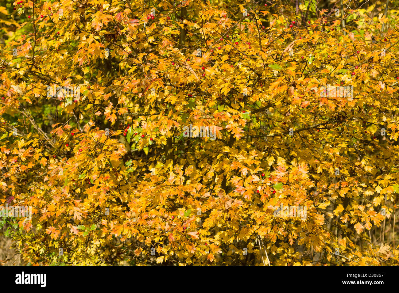 Autumn hawthorn leaves collection hi-res stock photography and images ...