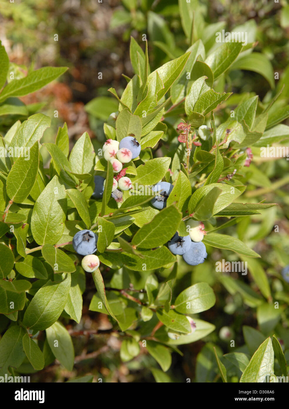 Wild blueberries, Newfoundland Stock Photo - Alamy
