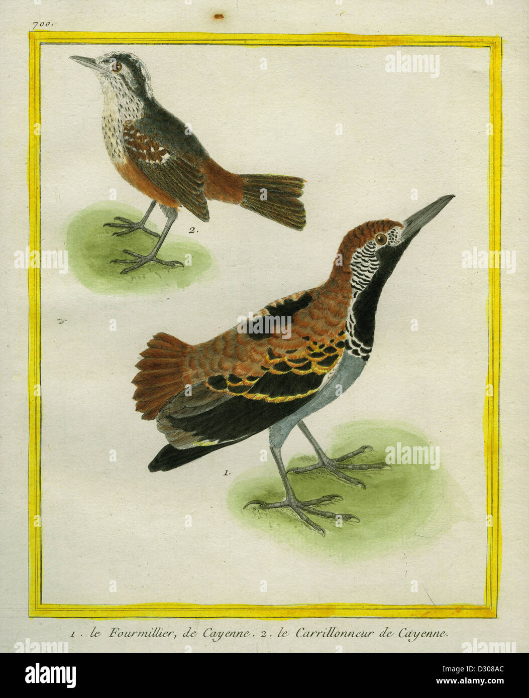 Anteater Chat and White Bellbird Stock Photo - Alamy