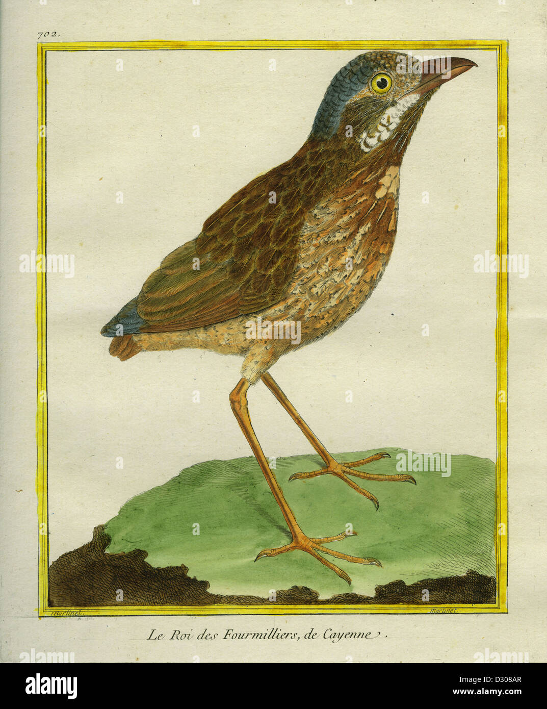 1770 1783 southern anteater chat hi-res stock photography and images ...