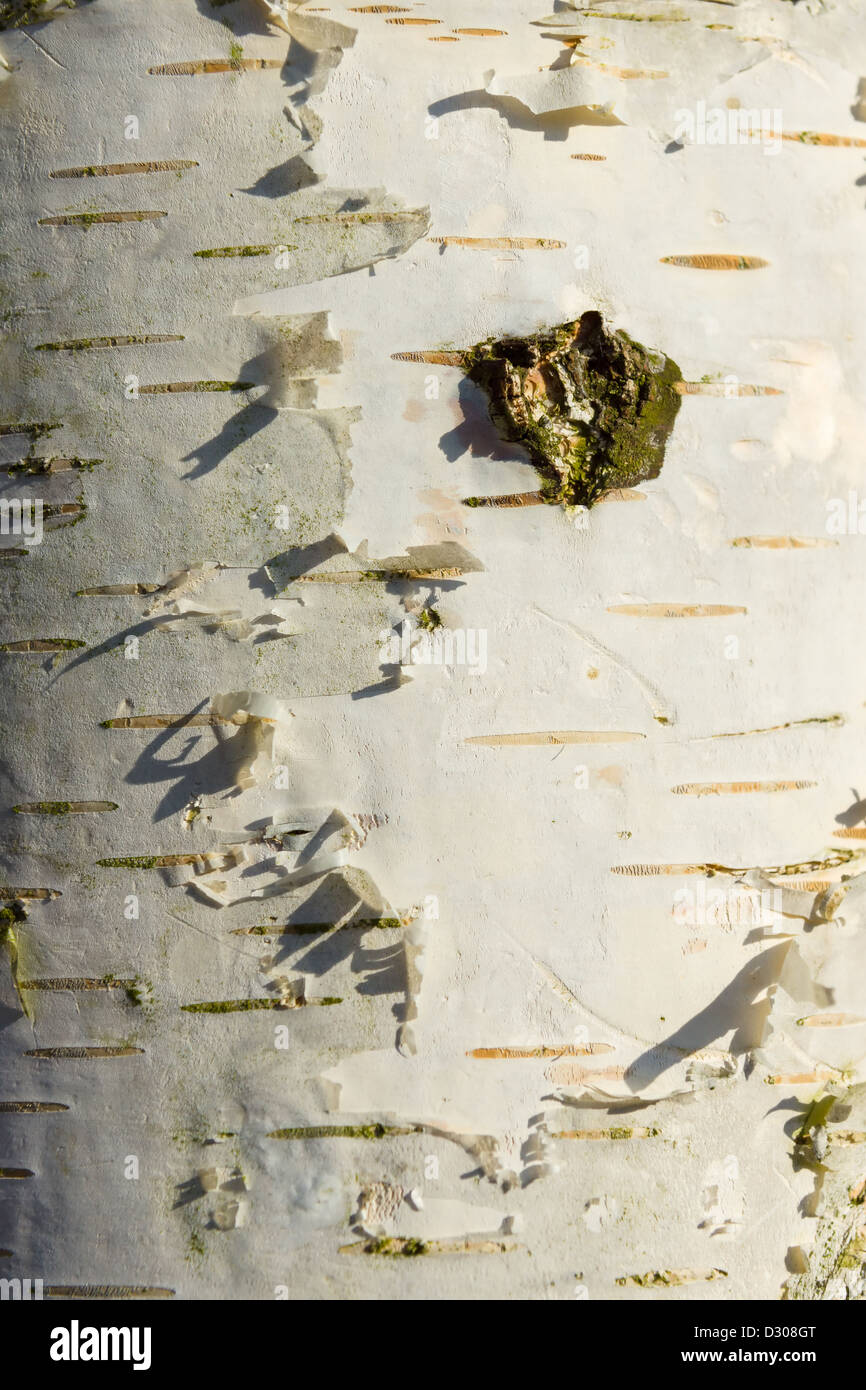 Paper bark birch peel hi-res stock photography and images - Alamy