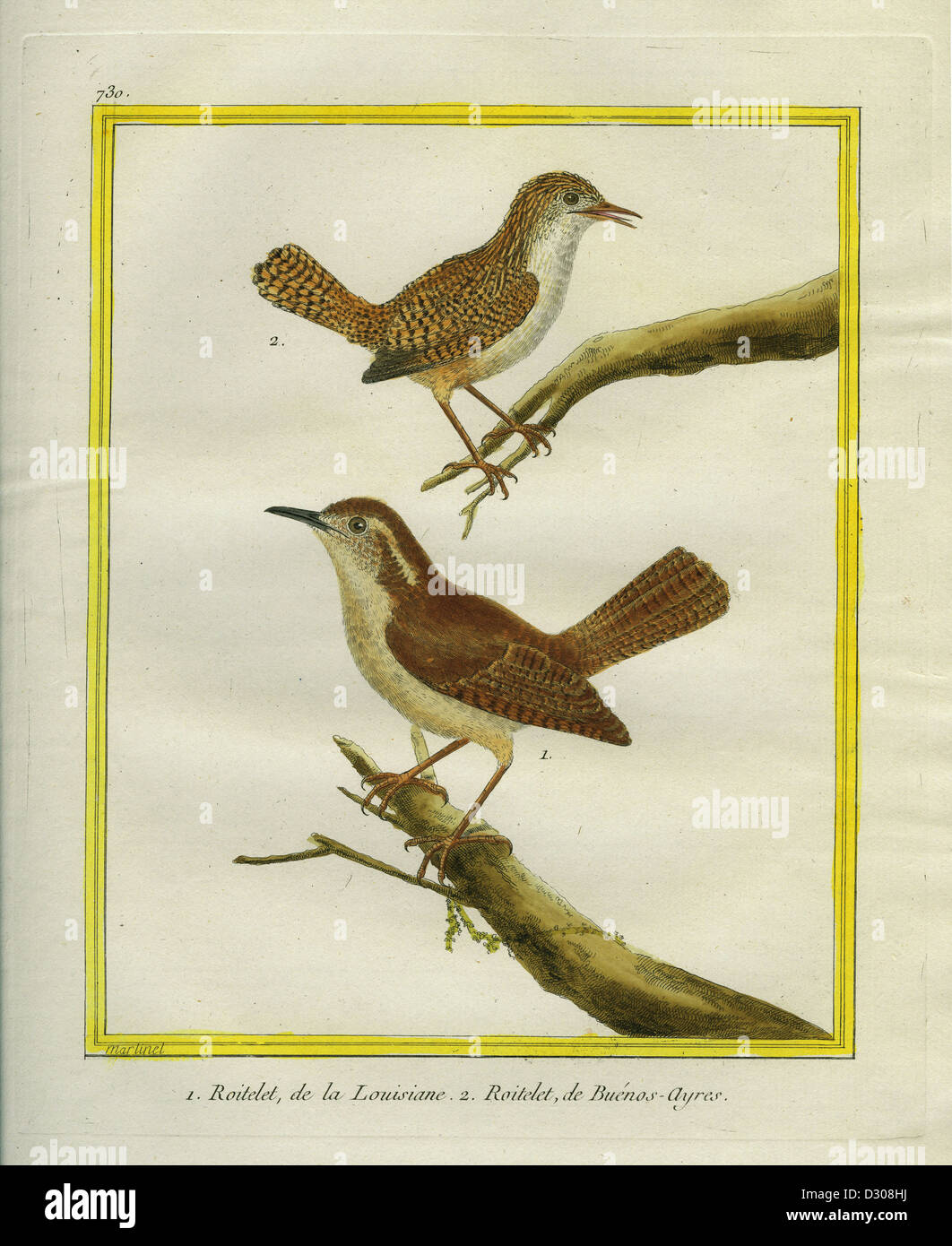 Winter Wren and Long-billed Wren Stock Photo - Alamy