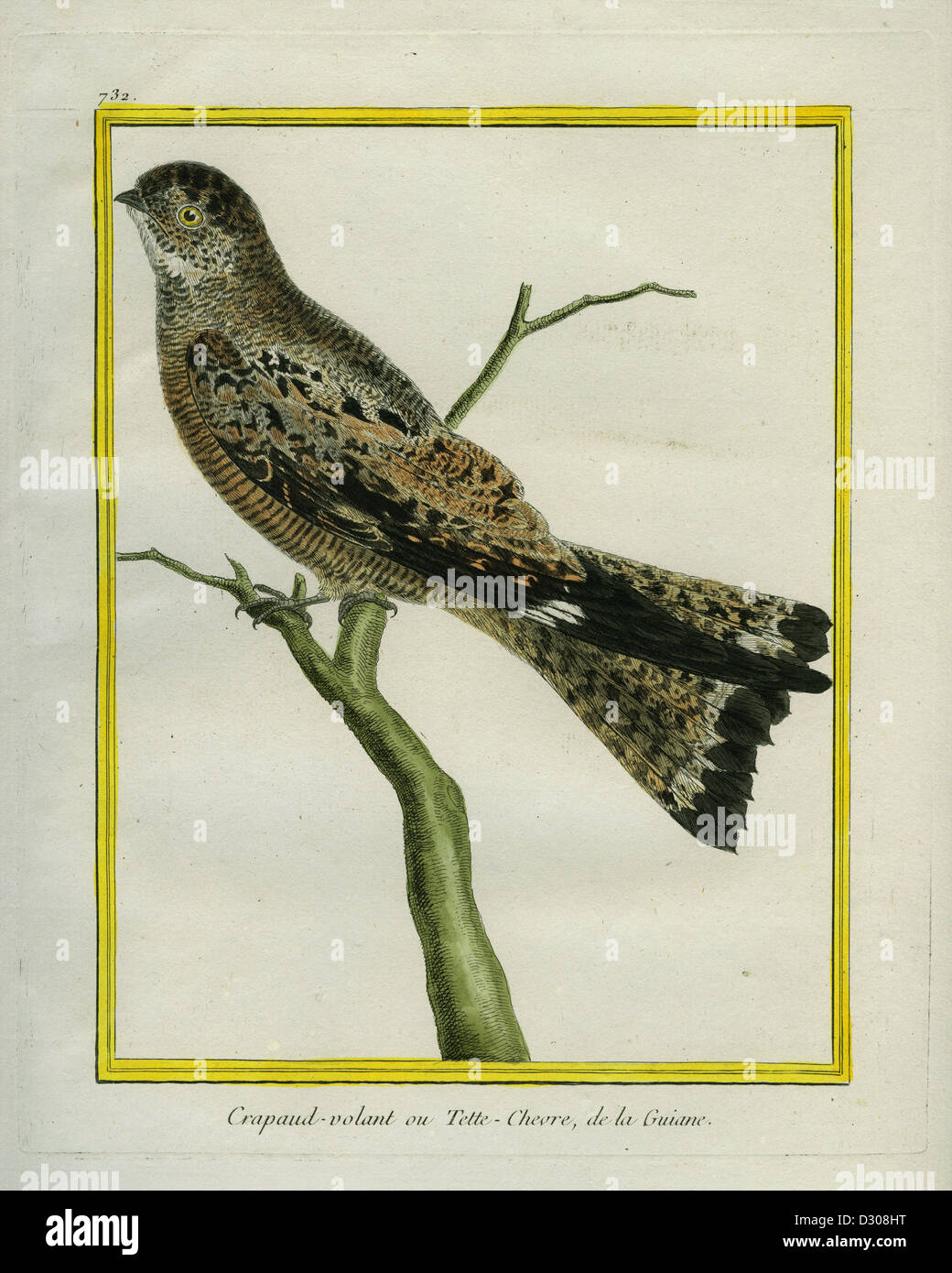 Nightjar picture hi-res stock photography and images - Alamy