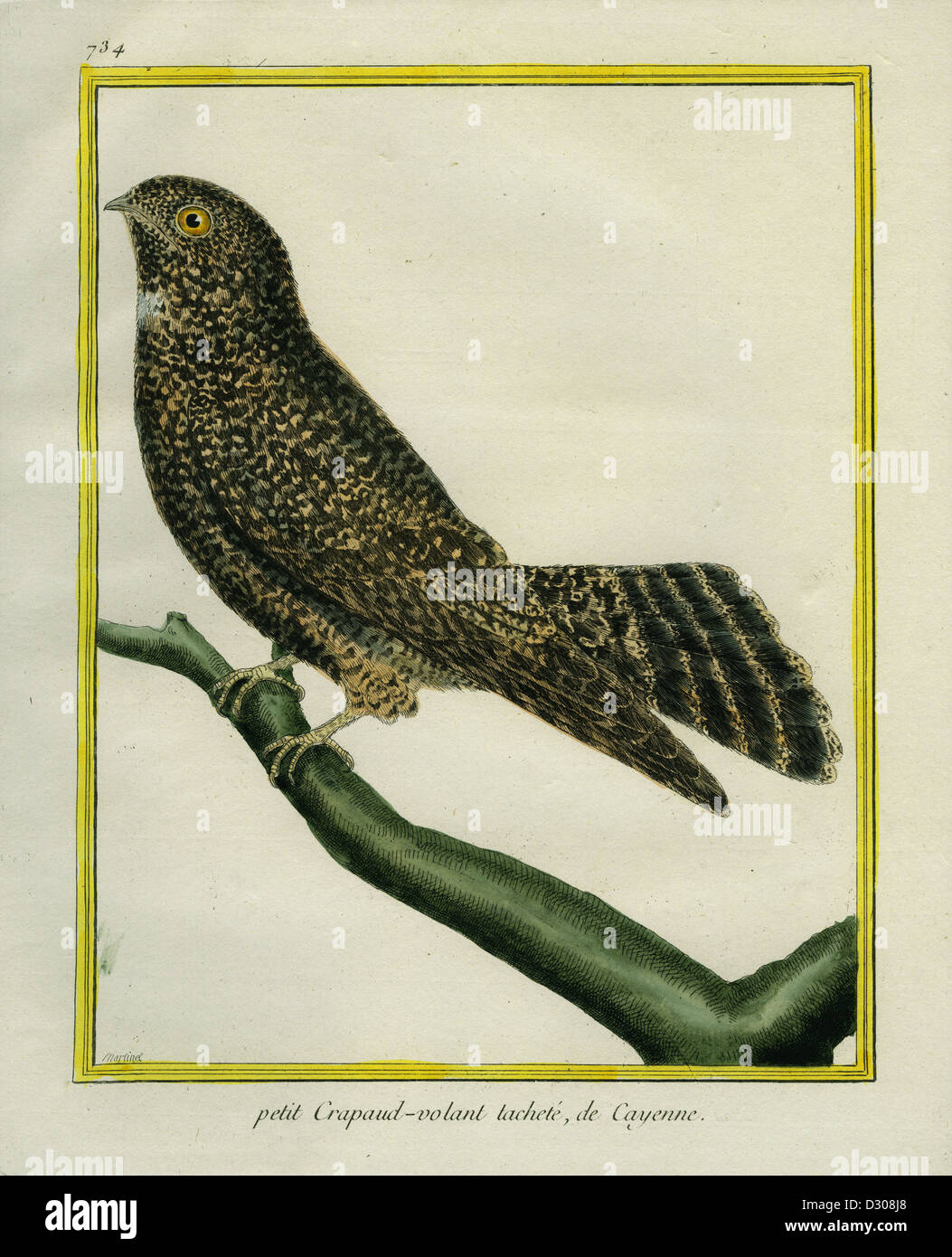 Nightjar picture hi-res stock photography and images - Alamy