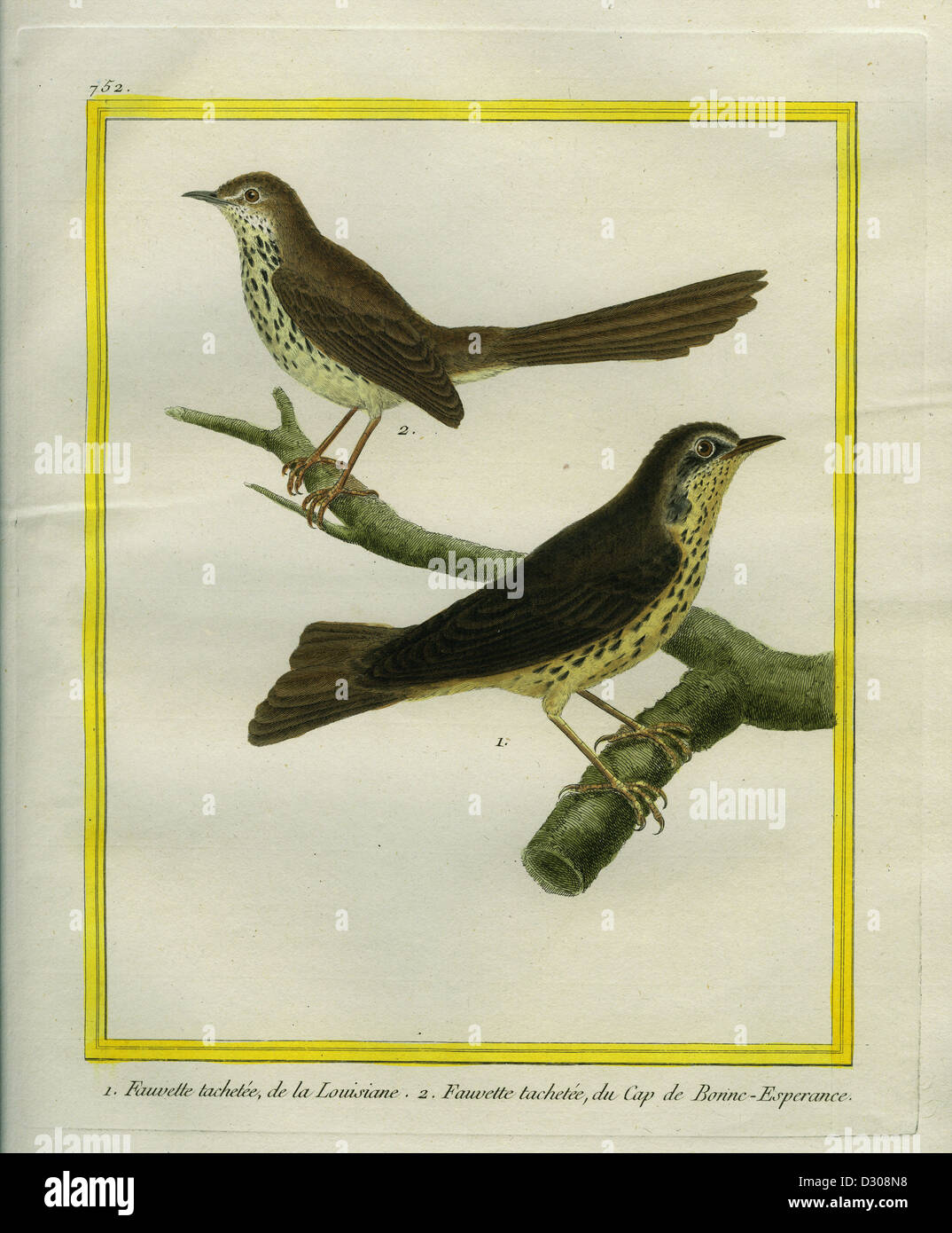Speckled Warbler and Spotted Bush Warbler Stock Photo - Alamy