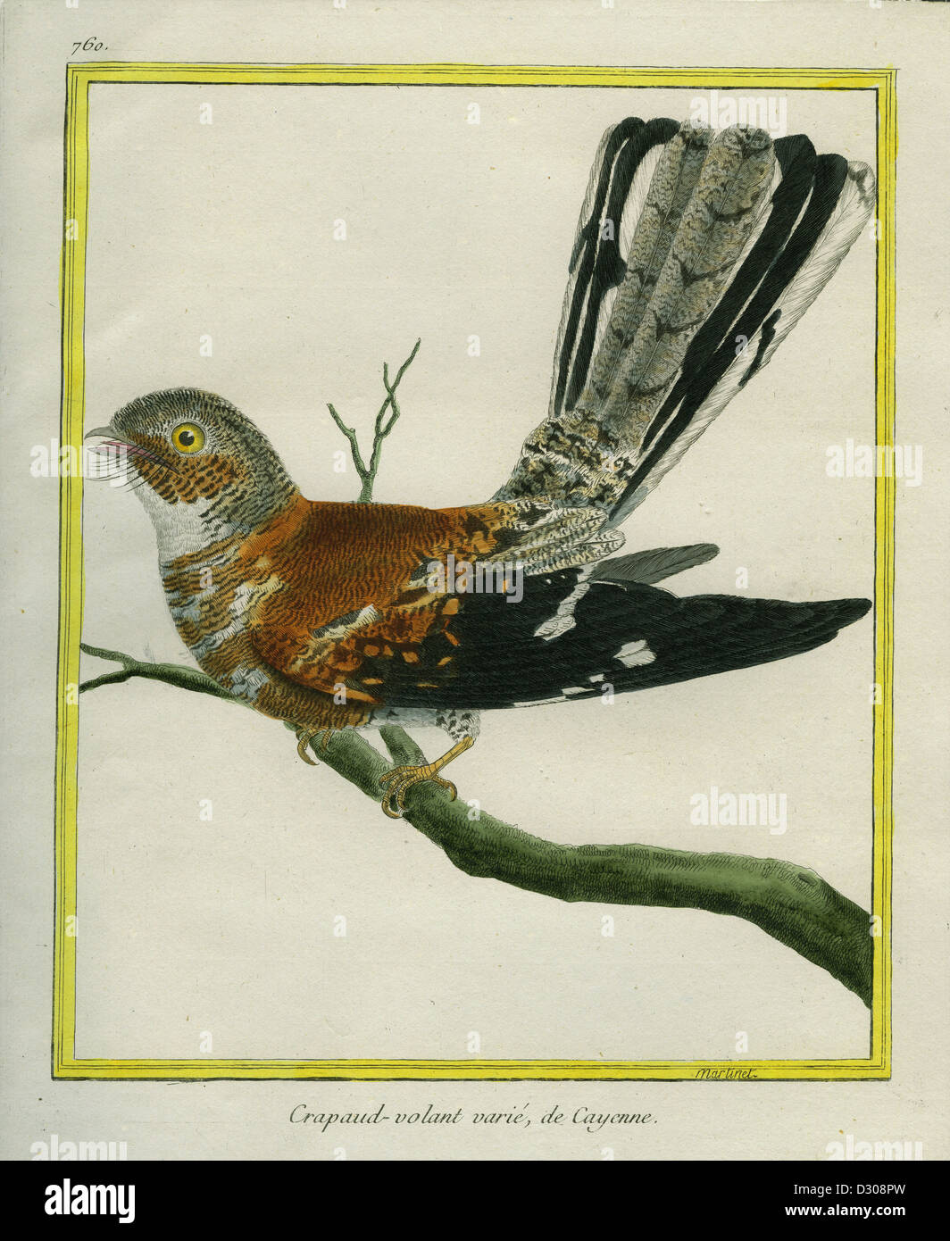 Nightjar picture hi-res stock photography and images - Alamy