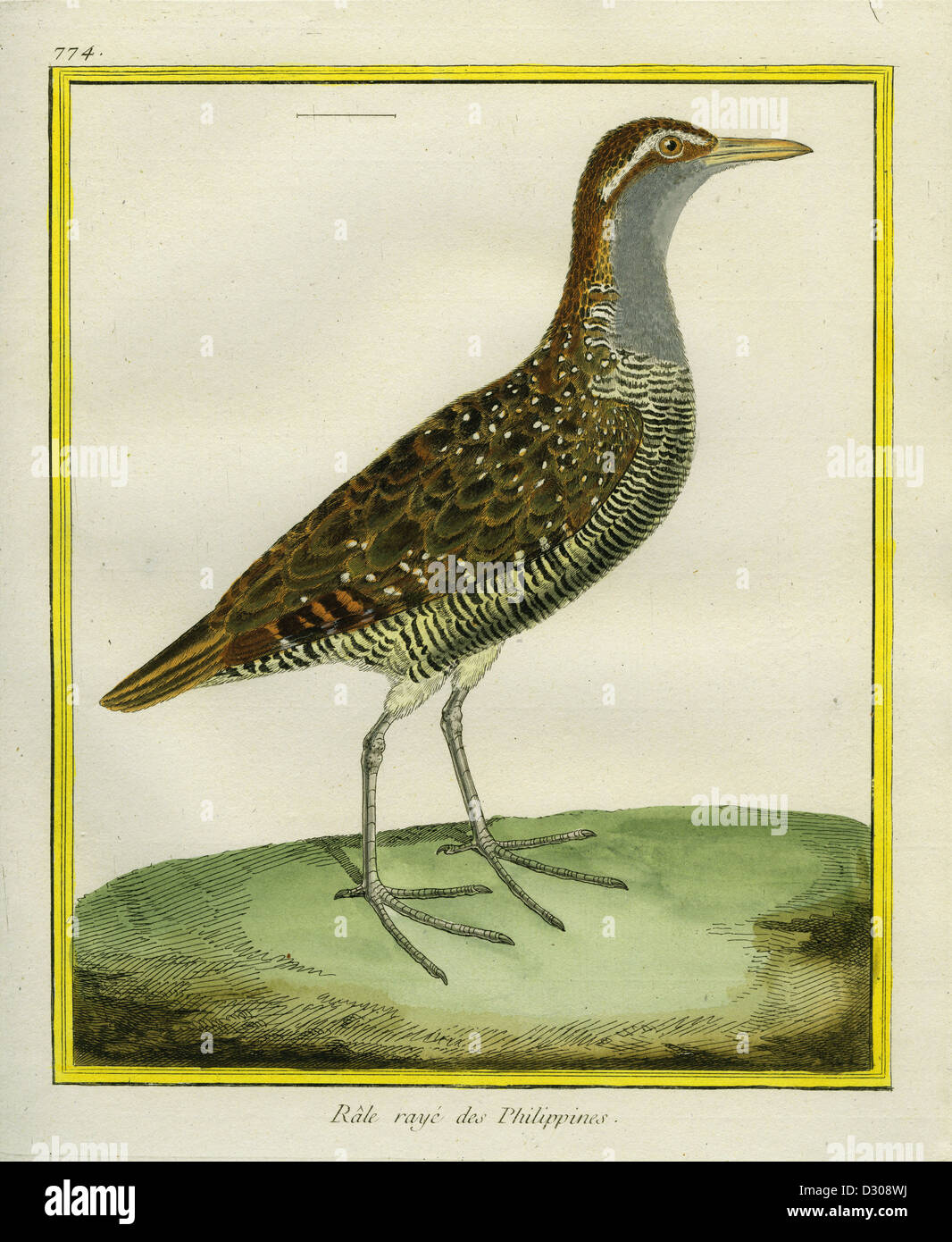 1770 1783 brown banded rail hi-res stock photography and images - Alamy