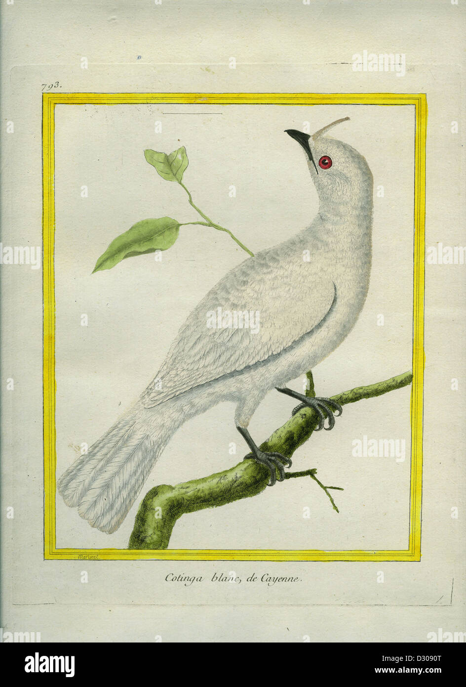 White tipped feathers hi-res stock photography and images - Alamy