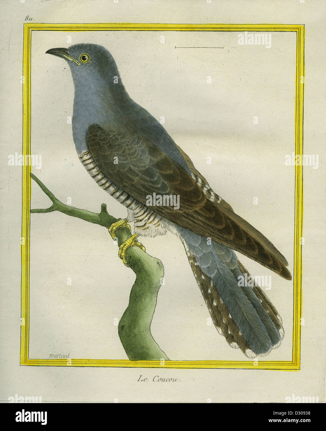 Common cuckoo feathers hi-res stock photography and images - Alamy