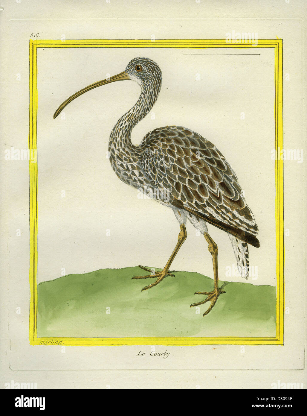 Curlew picture hi-res stock photography and images - Alamy