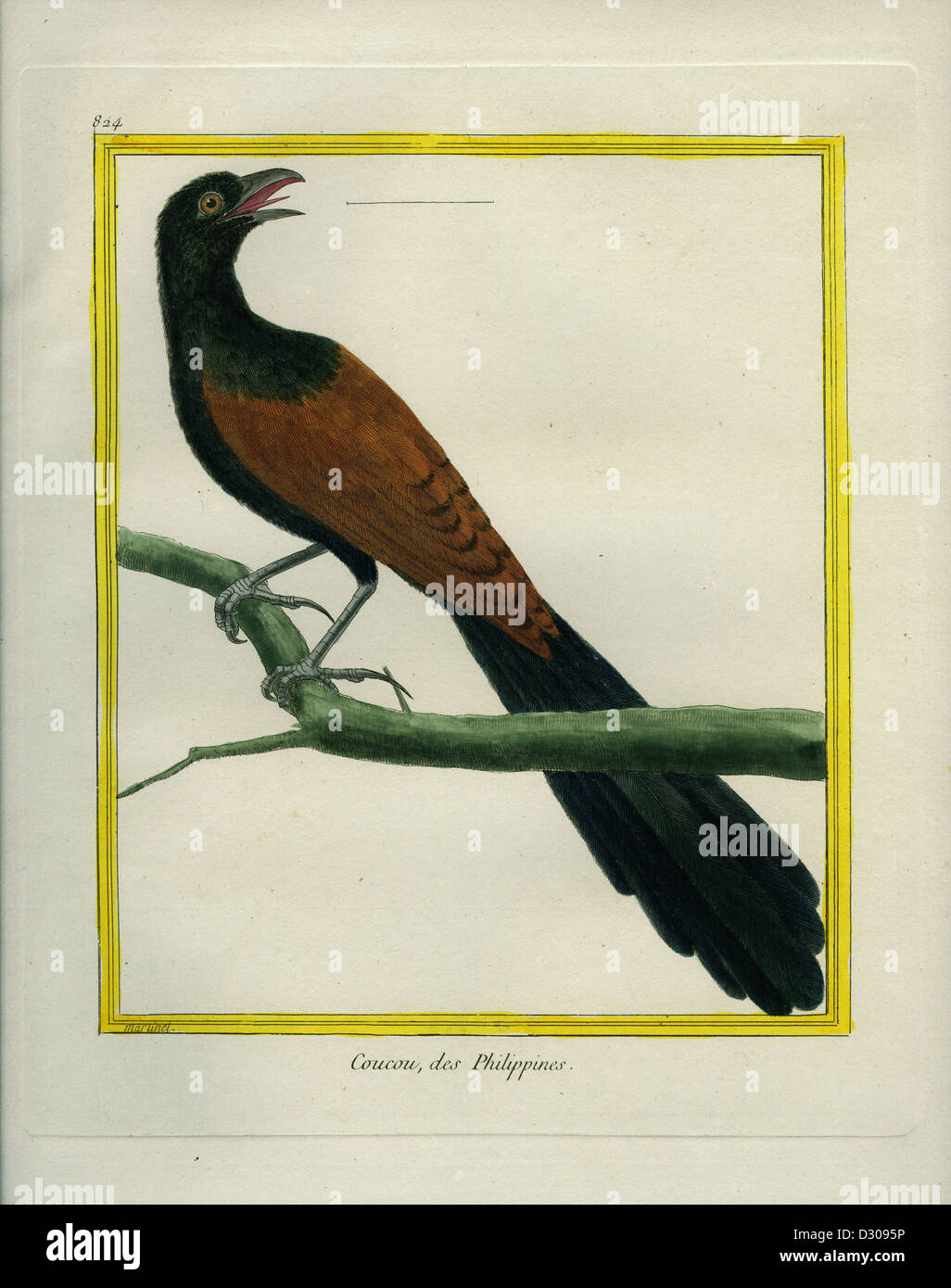 Philippine insects hi-res stock photography and images - Alamy