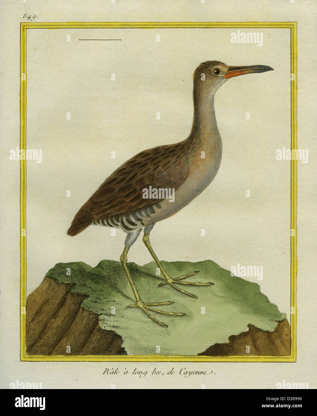 1770 1783 clapper rail hi-res stock photography and images - Alamy