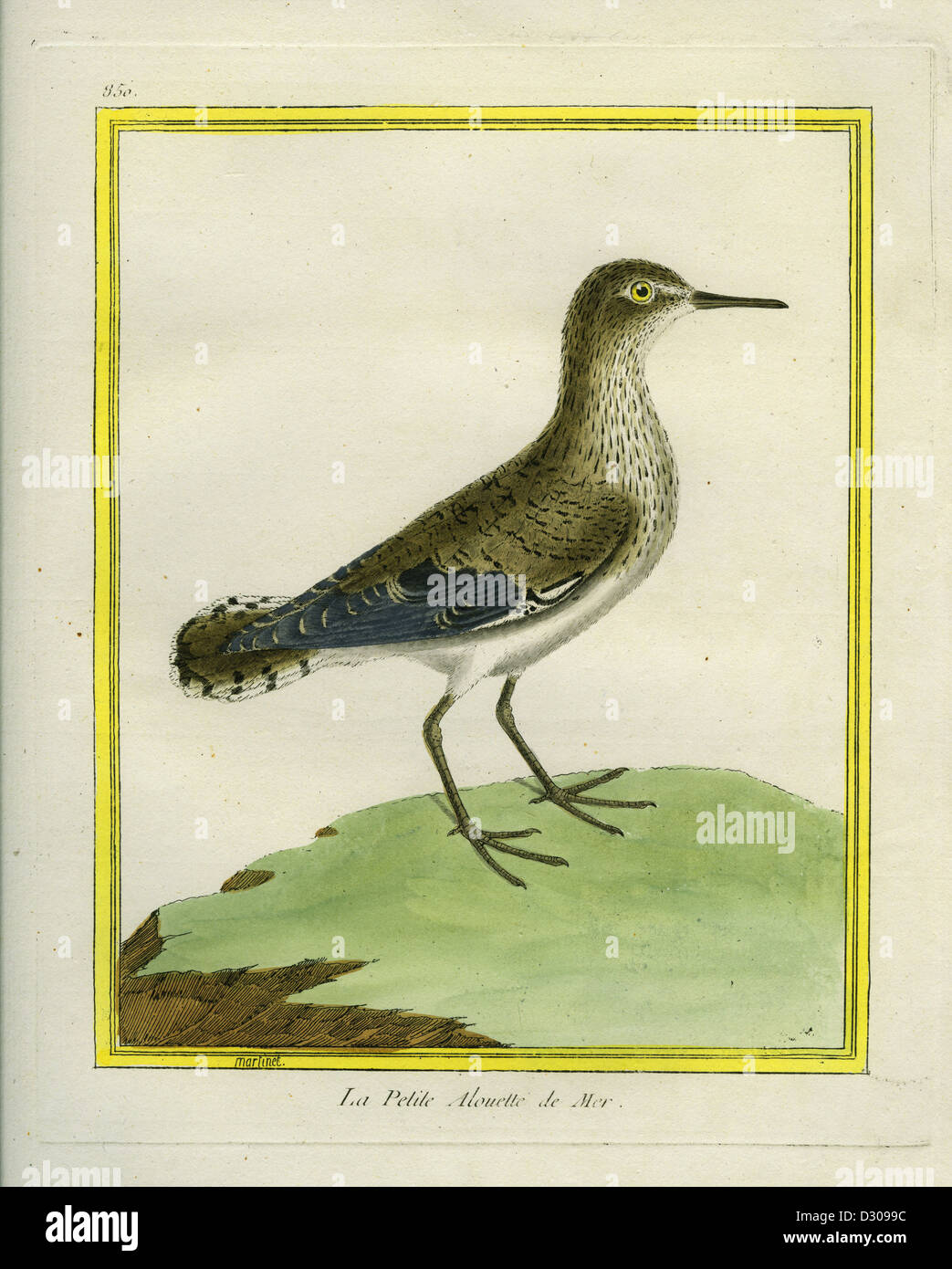 Common sandpiper picture hi-res stock photography and images - Alamy