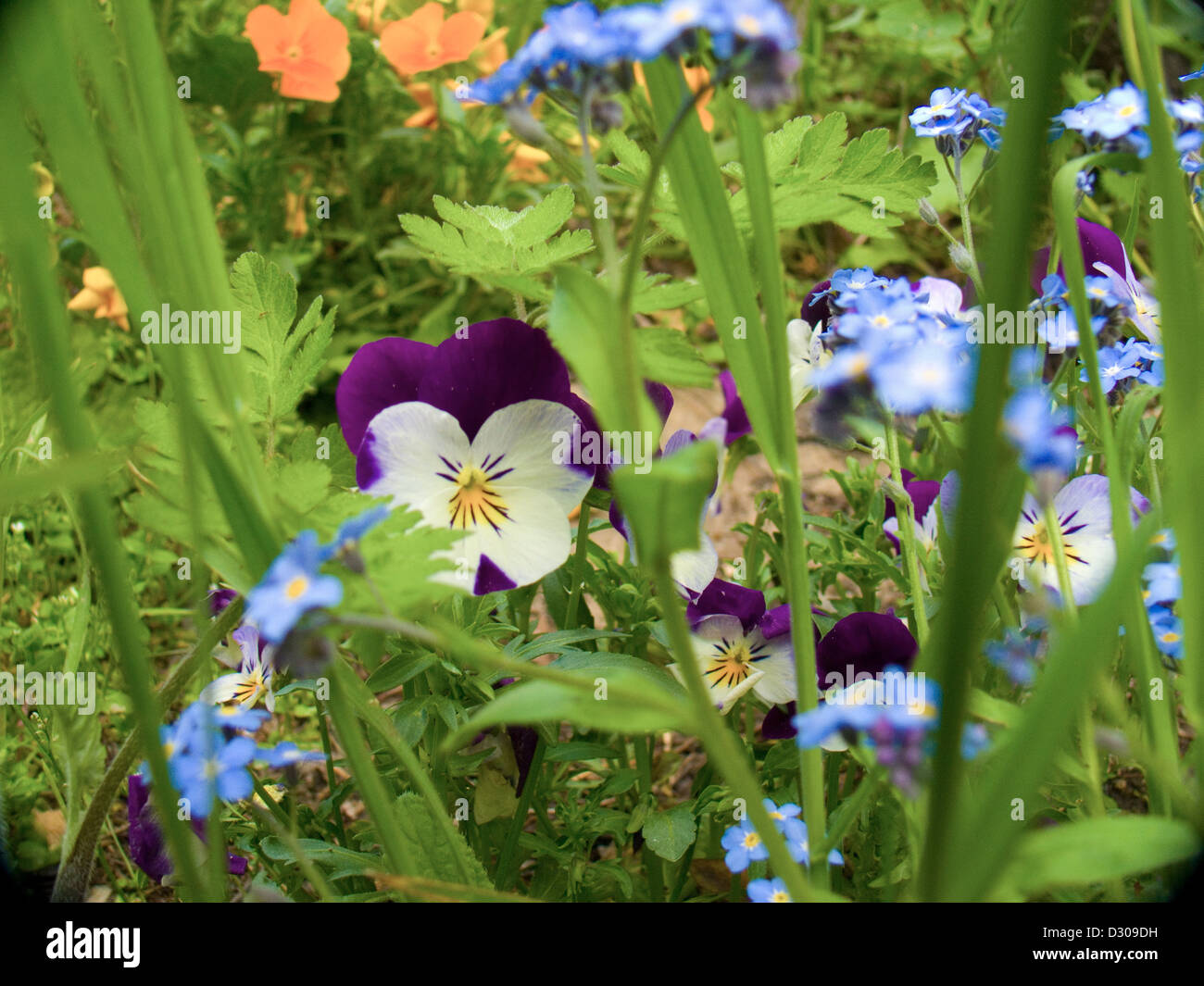 Pensee flower hi-res stock photography and images - Alamy