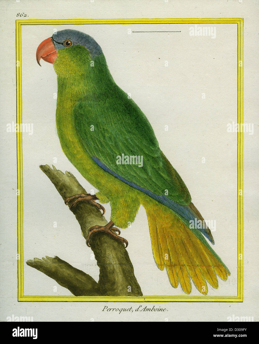 George louis leclerc parrot hi-res stock photography and images - Alamy