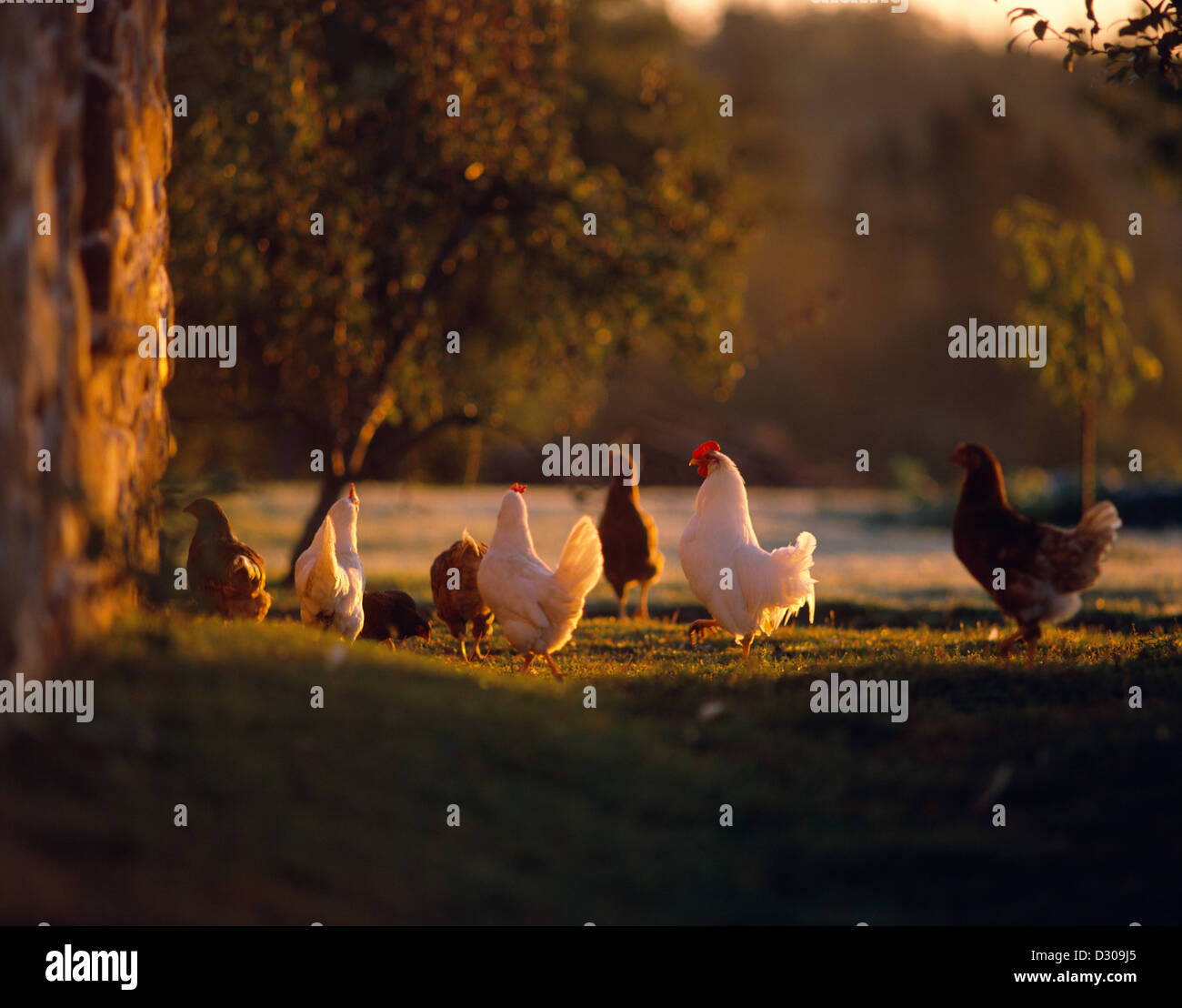 Chickens on lawn by tree Stock Photo - Alamy