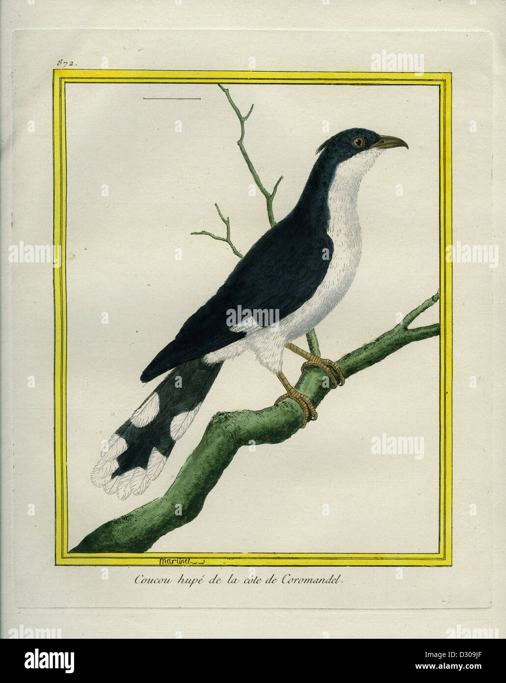 1770 1783 jacobin cuckoo hi-res stock photography and images - Alamy