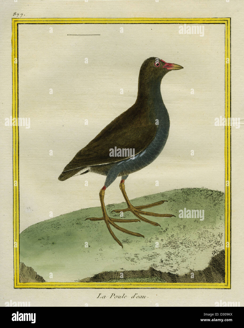 Picture of moorhen hi-res stock photography and images - Alamy