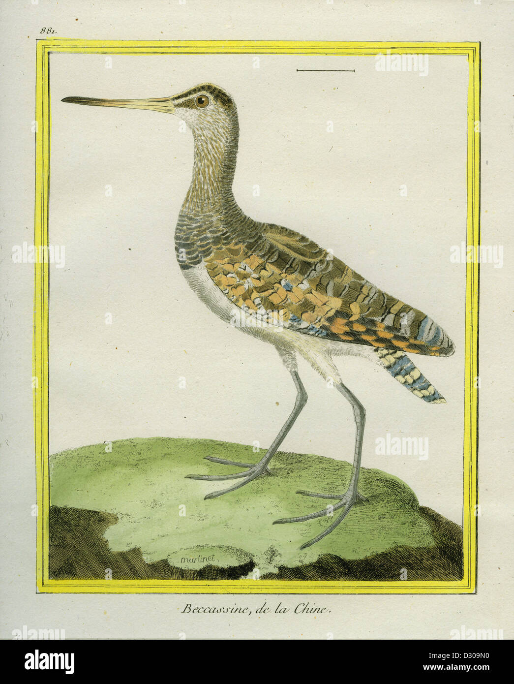 Chinese snipe hi-res stock photography and images - Alamy