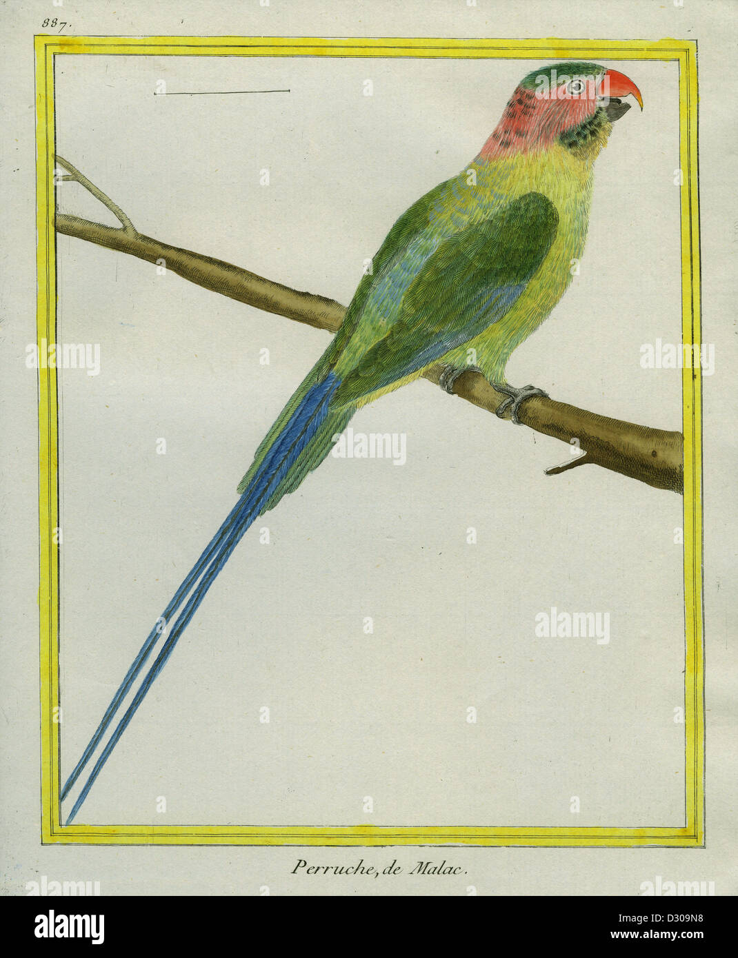 Long tailed parakeet psittacula longicauda hi-res stock photography and ...