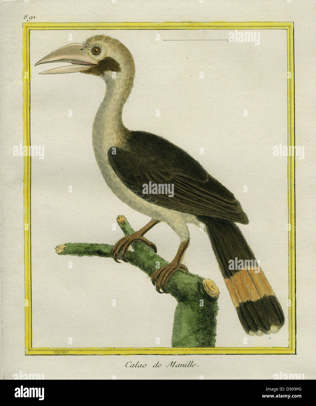 Luzon hornbill hi-res stock photography and images - Alamy