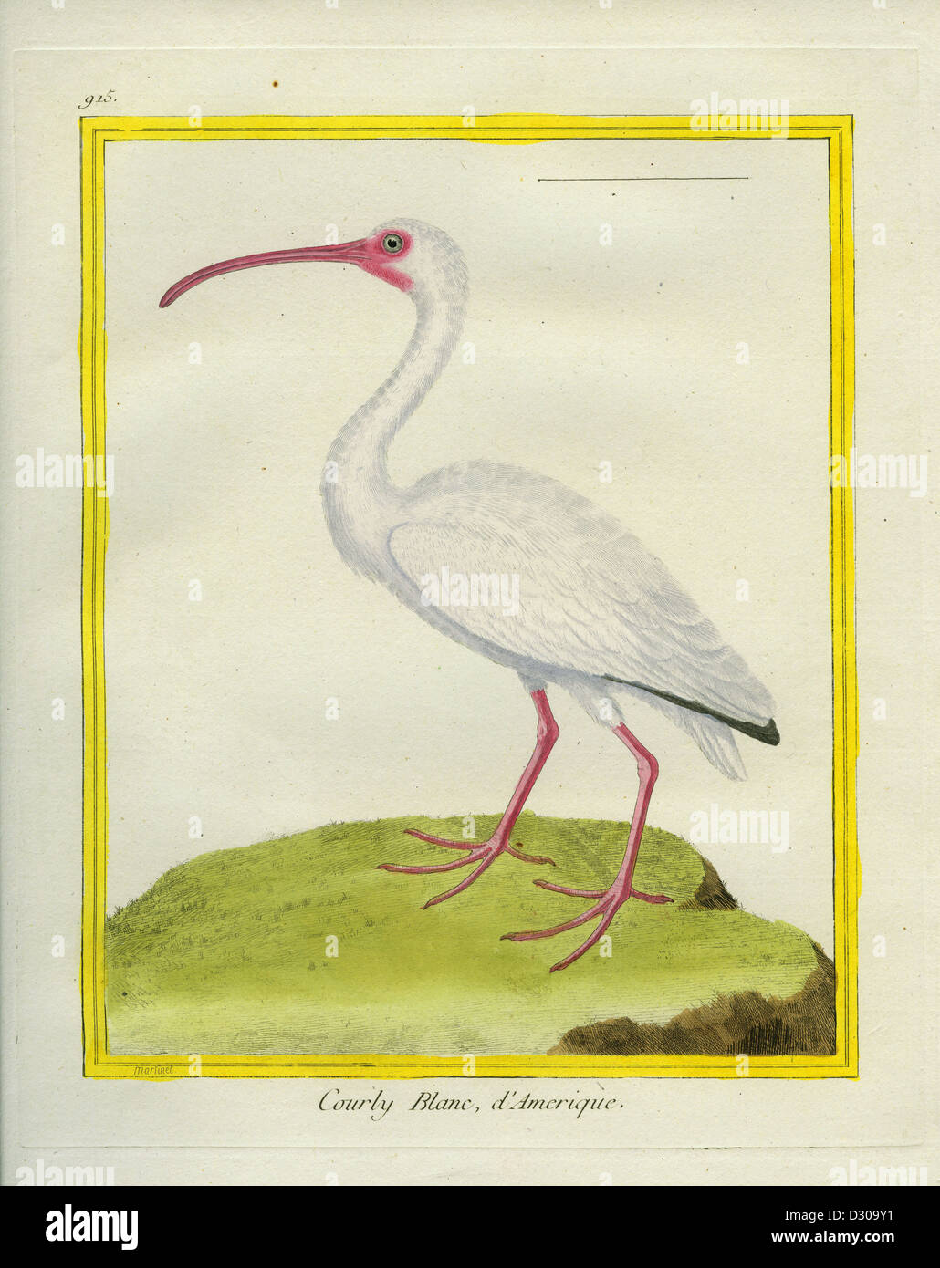 Ibis white feather picture hi-res stock photography and images - Alamy