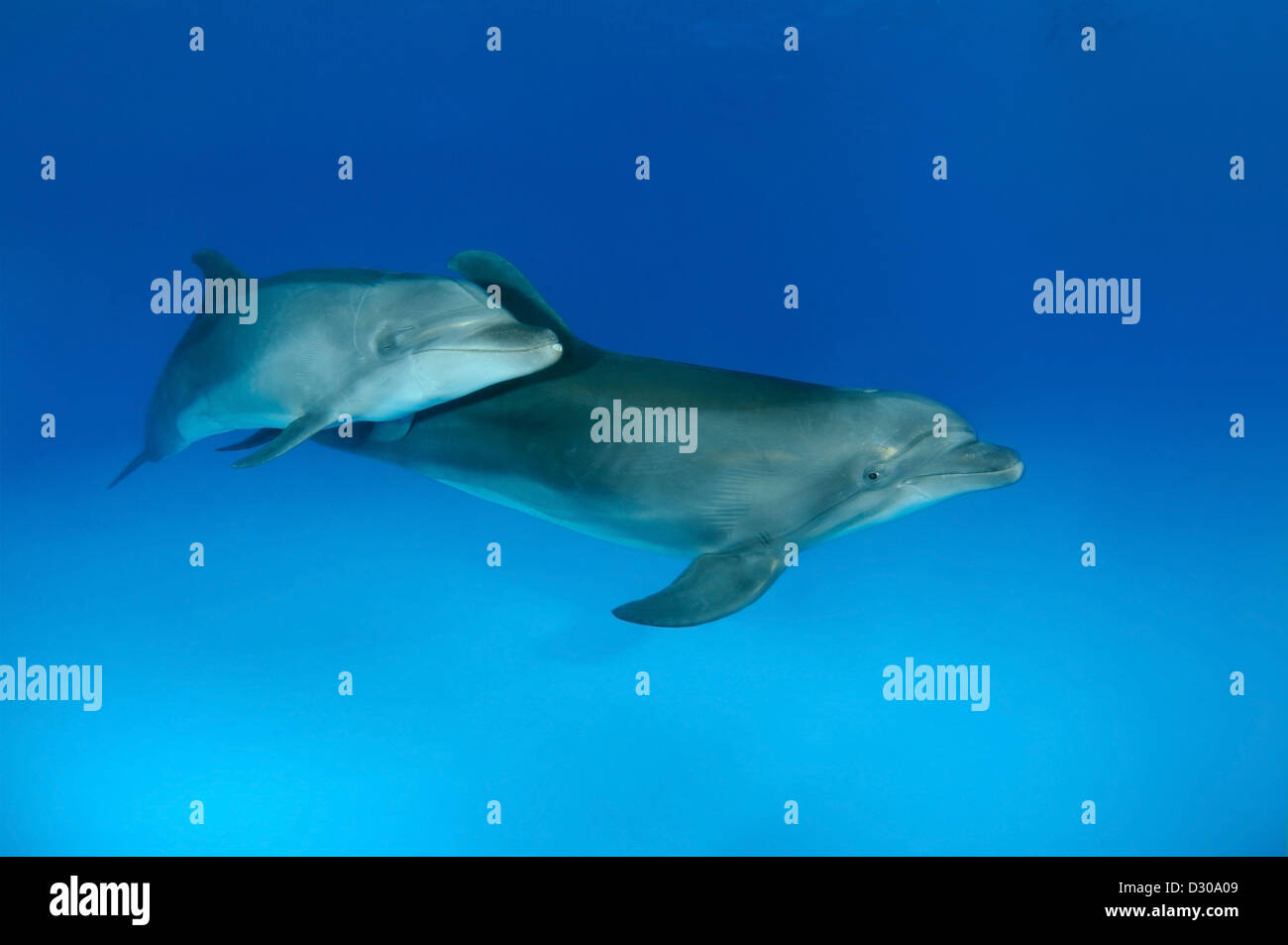 Two Bottlenose dolphins (Tursiops truncatus), Dolphinarium, Odessa ...