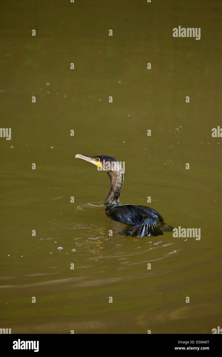 Cormorant fishing hi-res stock photography and images - Alamy