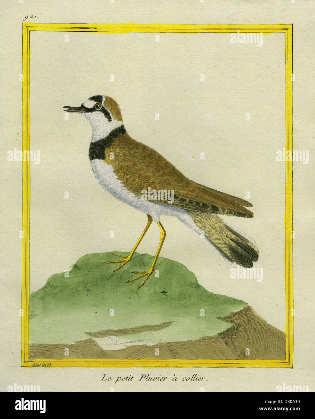 1770 1783 collared plover hi-res stock photography and images - Alamy