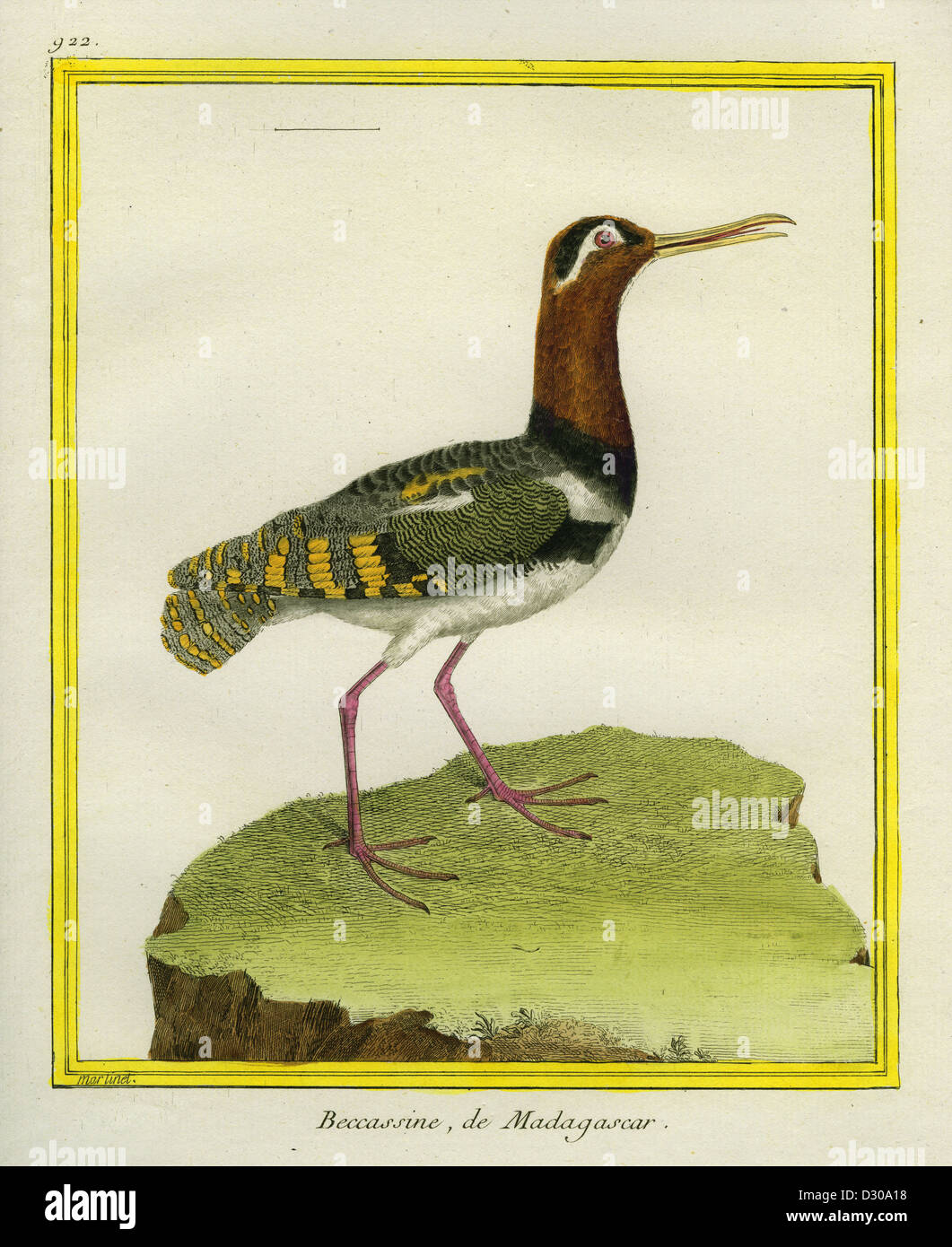 Snipe madagascar hi-res stock photography and images - Alamy