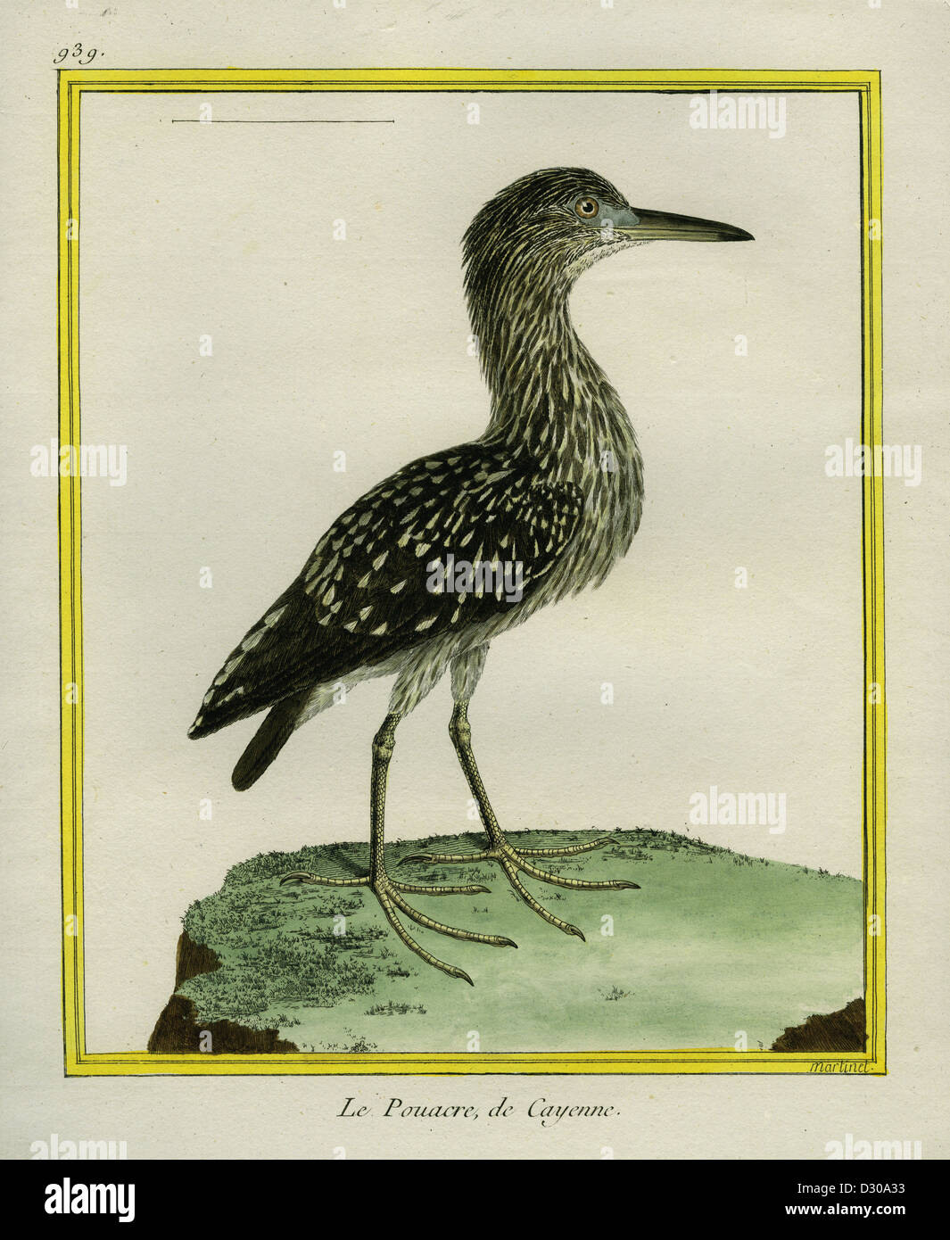 Bittern painting hi-res stock photography and images - Alamy