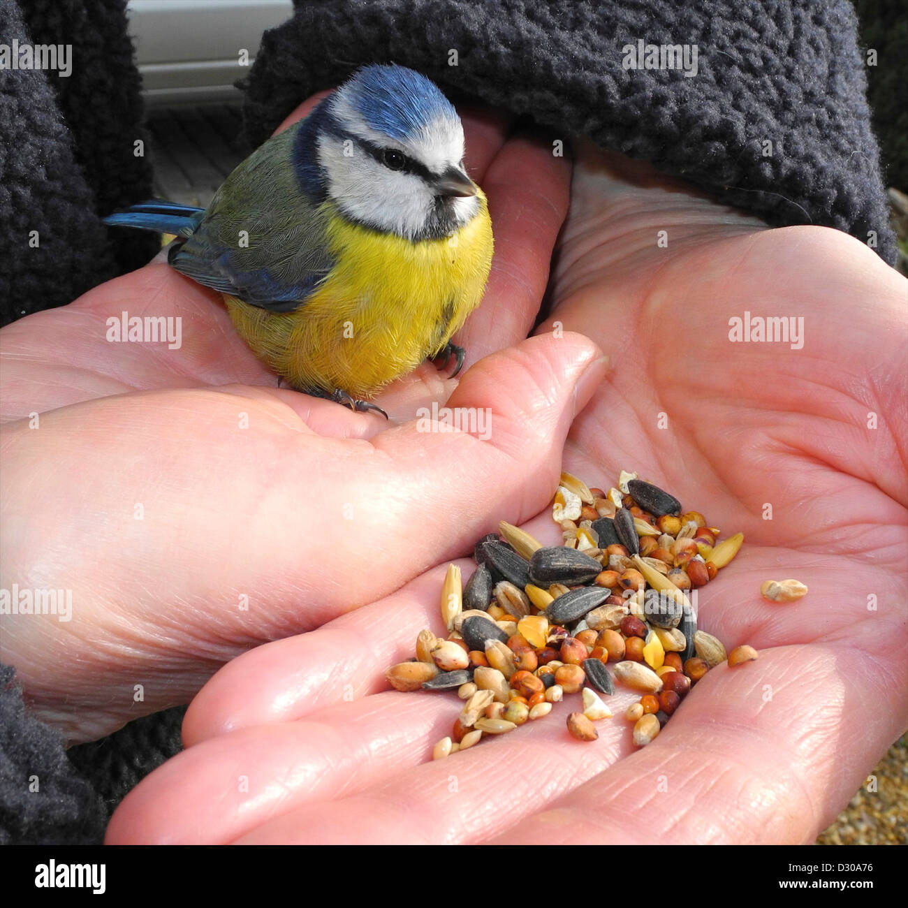 The recent cold weather brought numbers of wild birds to garden feeders ...