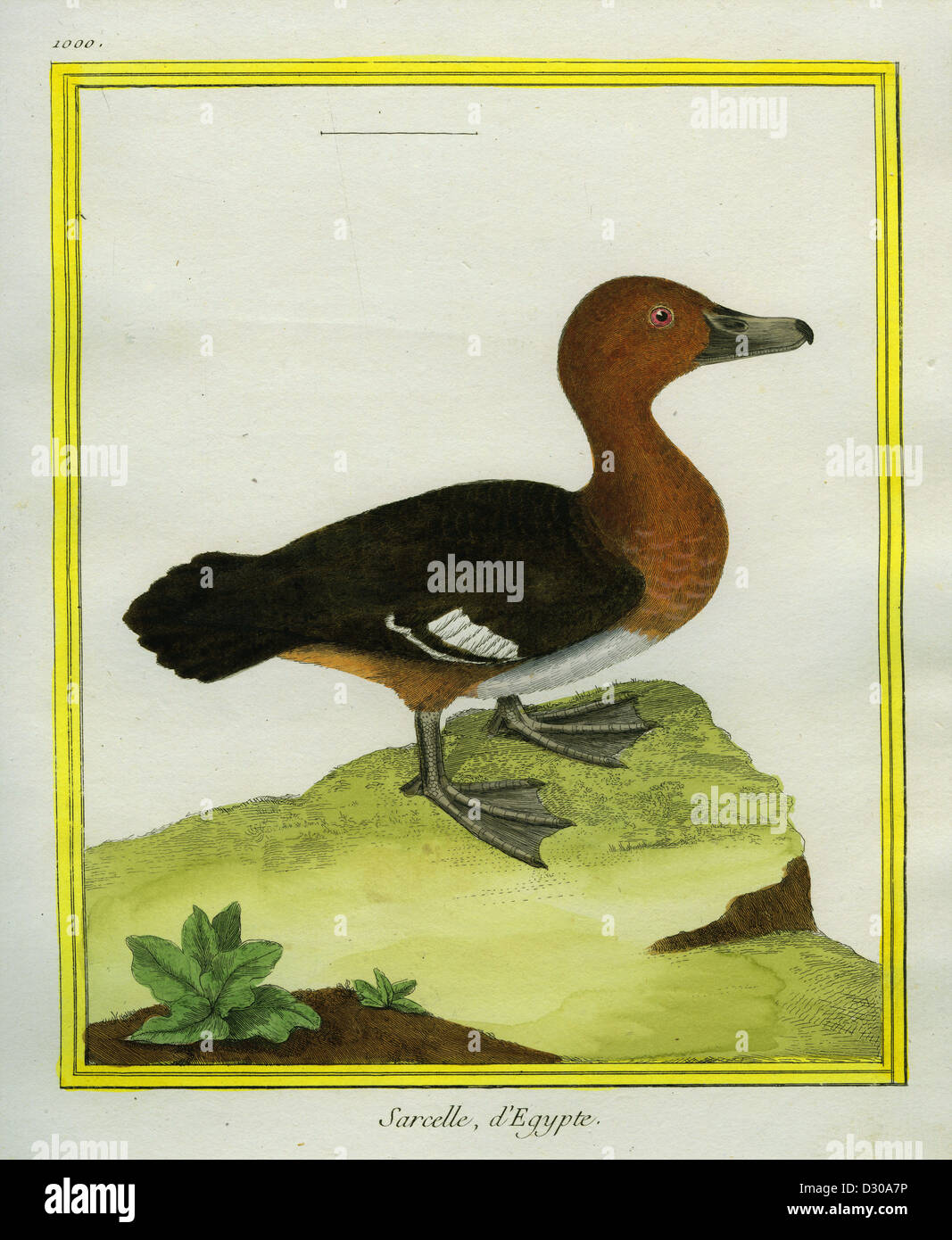 1770 1783 egyptian duck hi-res stock photography and images - Alamy