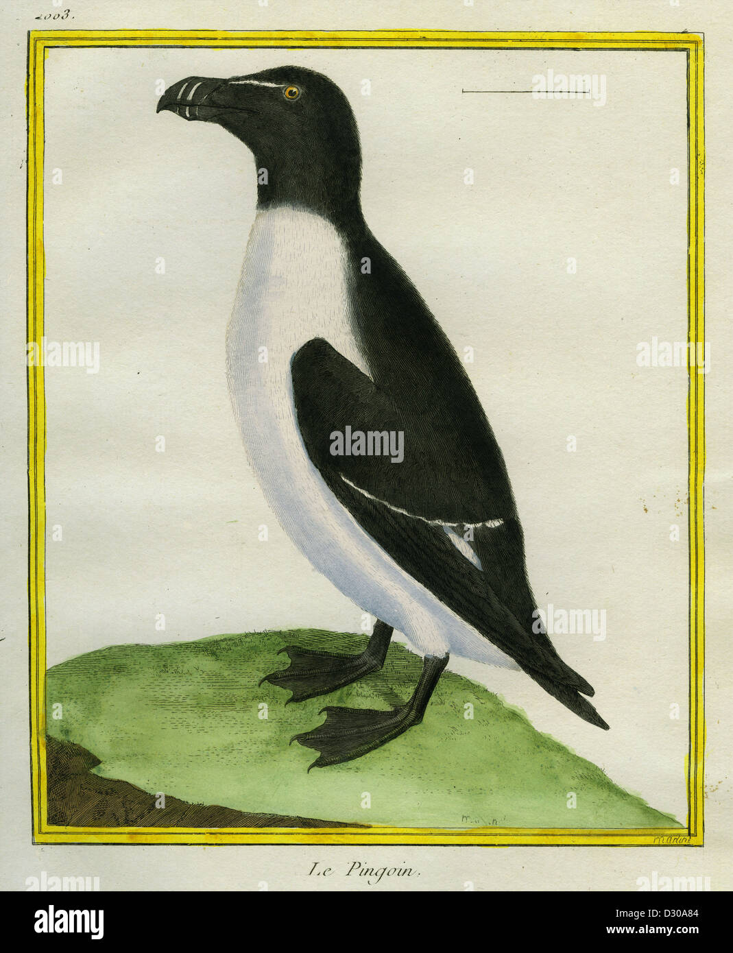 Razorbill painting hi-res stock photography and images - Alamy