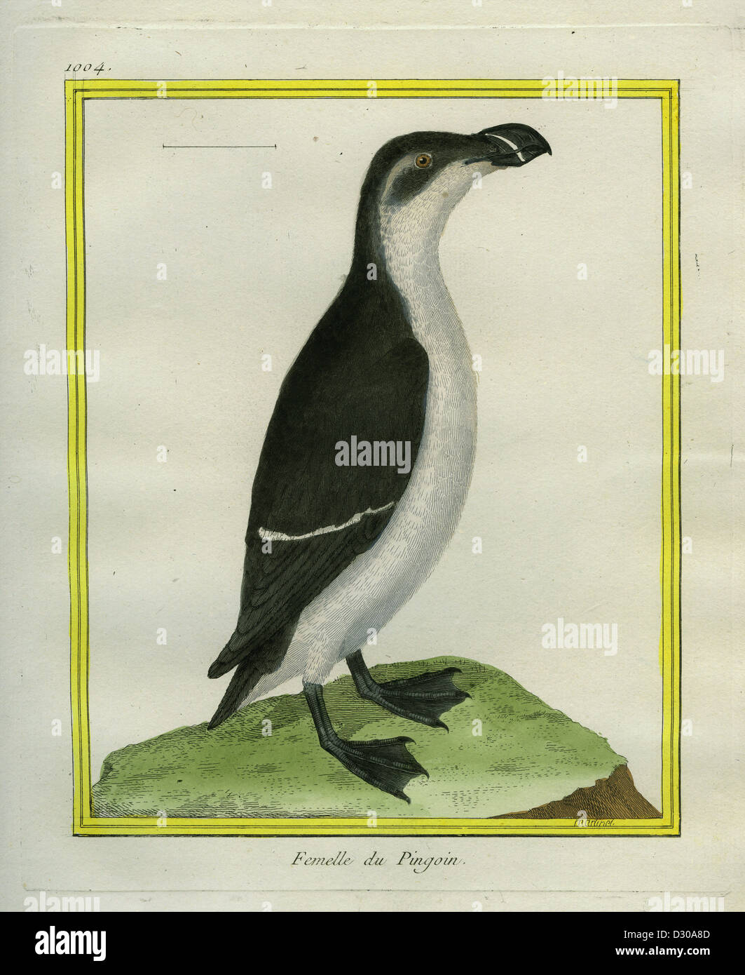 1770 1783 female razorbill hi-res stock photography and images - Alamy