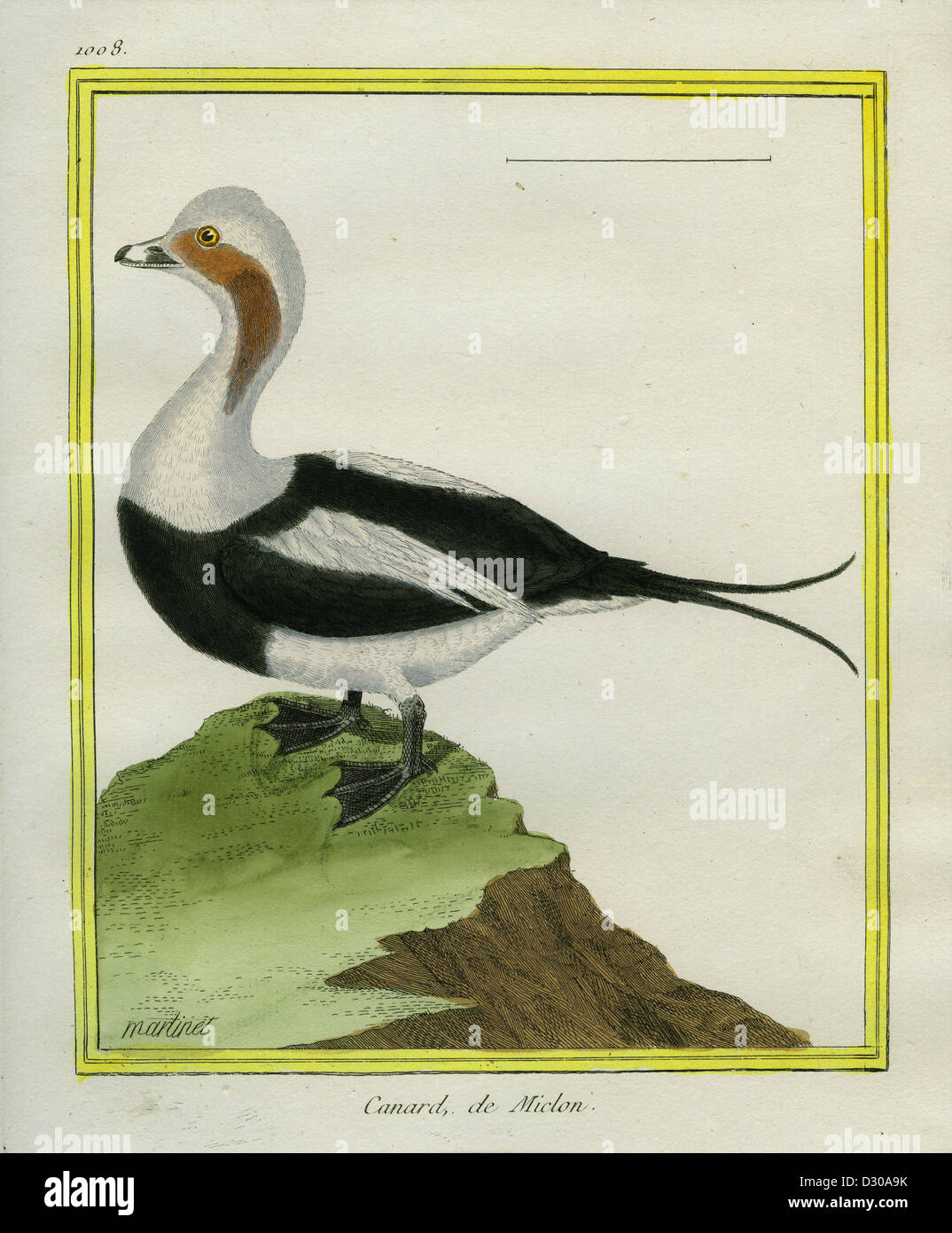 1770 1783 long tailed duck hi-res stock photography and images - Alamy