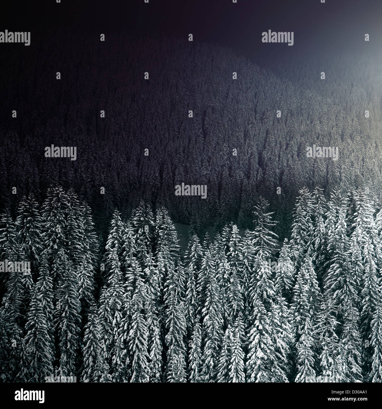 Winter forest at night Stock Photo - Alamy