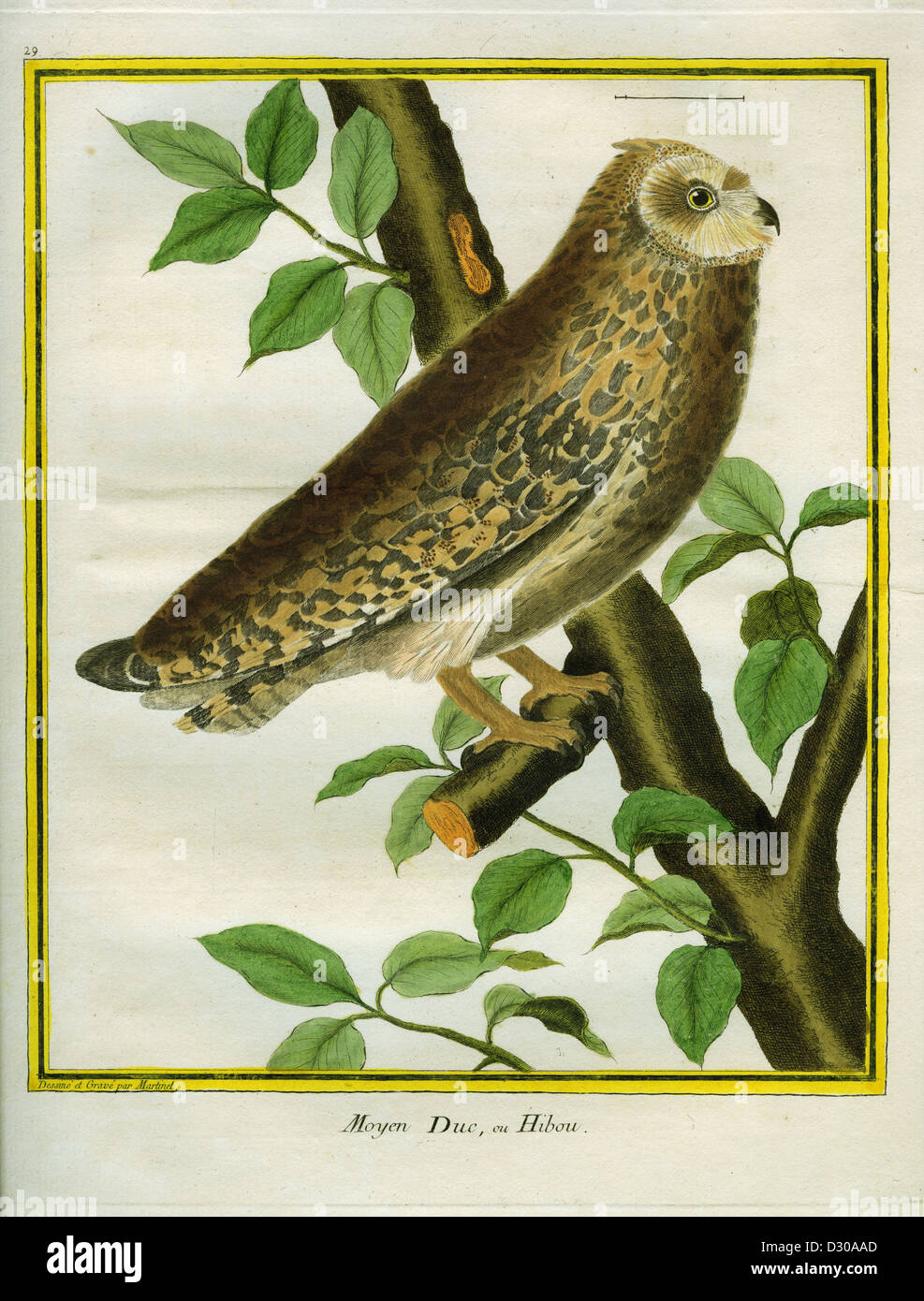 Painting owl 18th century hi-res stock photography and images - Alamy