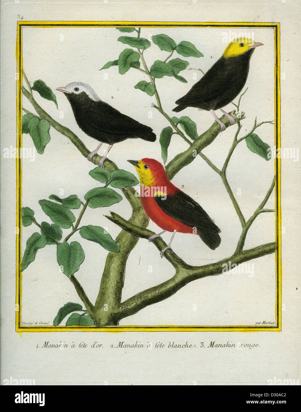 Golden-headed Manakin, White-crowned Manakin and Crimson-hooded Manakin ...