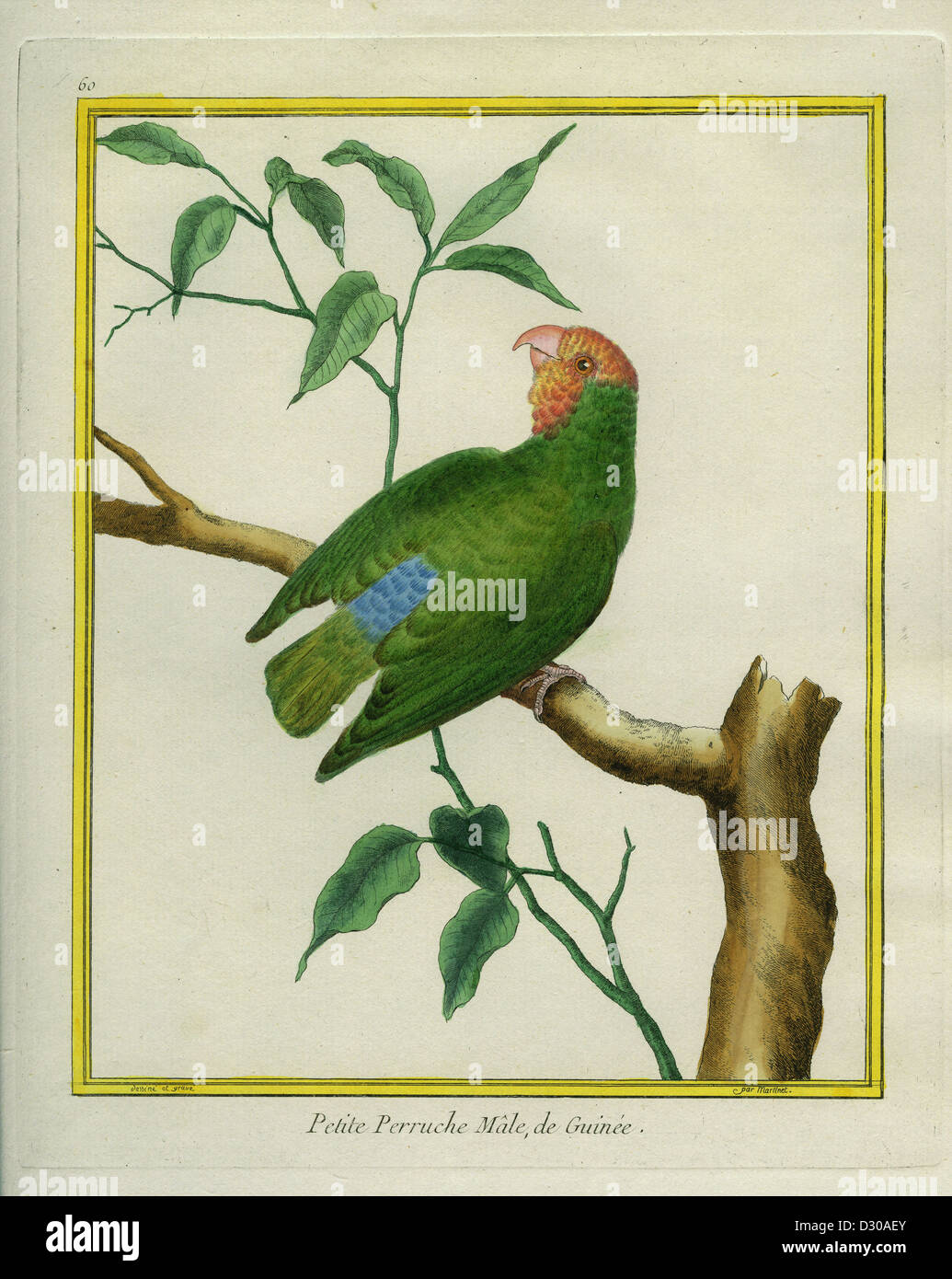 Red faced lovebird hi-res stock photography and images - Alamy