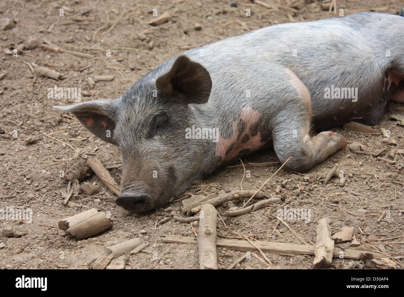 Free range pigs on the Col de Bavella, Corsica Stock Photo - Alamy