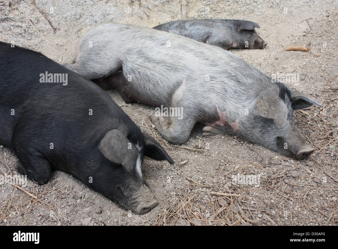 Free range pigs on the Col de Bavella, Corsica Stock Photo - Alamy