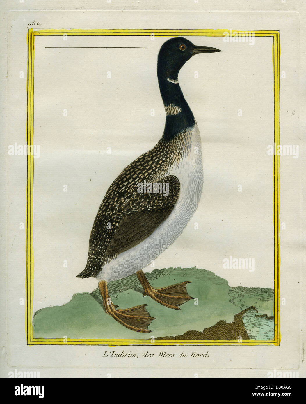 Great Northern Diver Stock Photo - Alamy