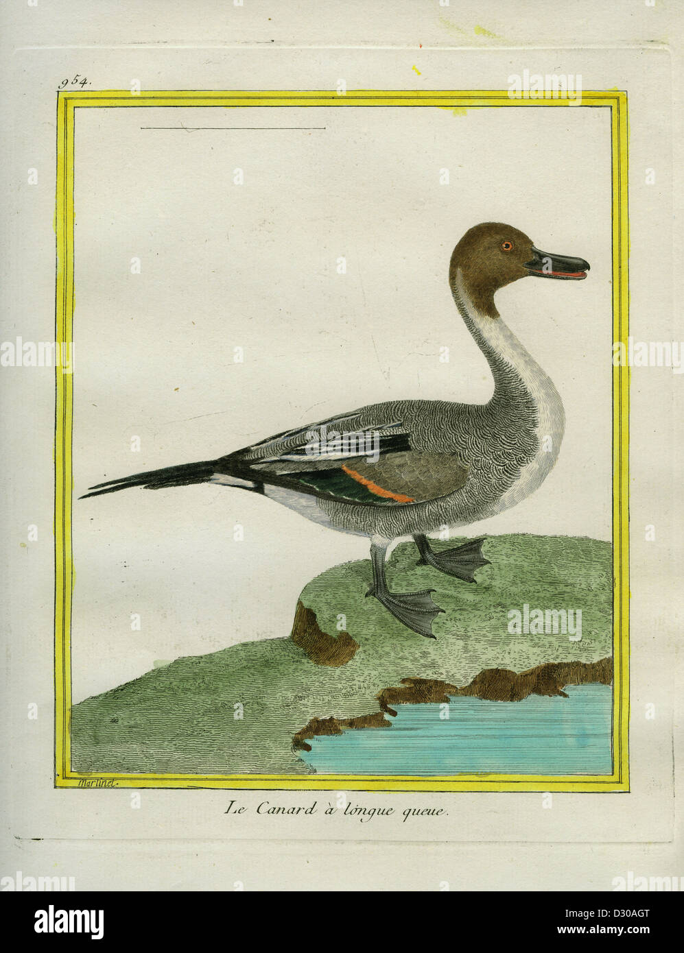 1770 1783 long tailed duck hi-res stock photography and images - Alamy