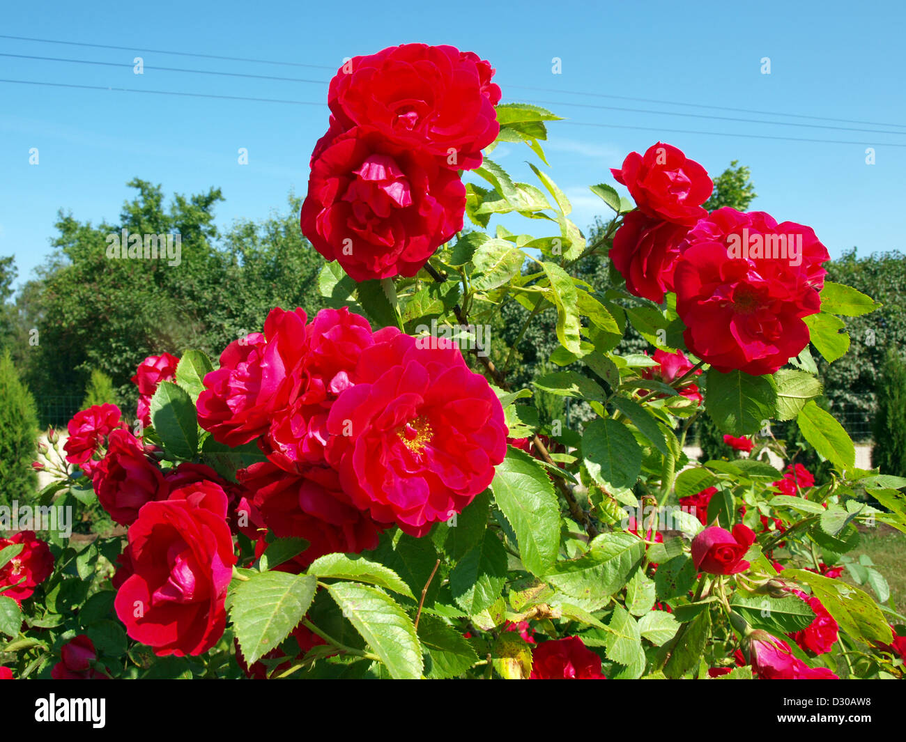 Big red rose hi-res stock photography and images - Alamy