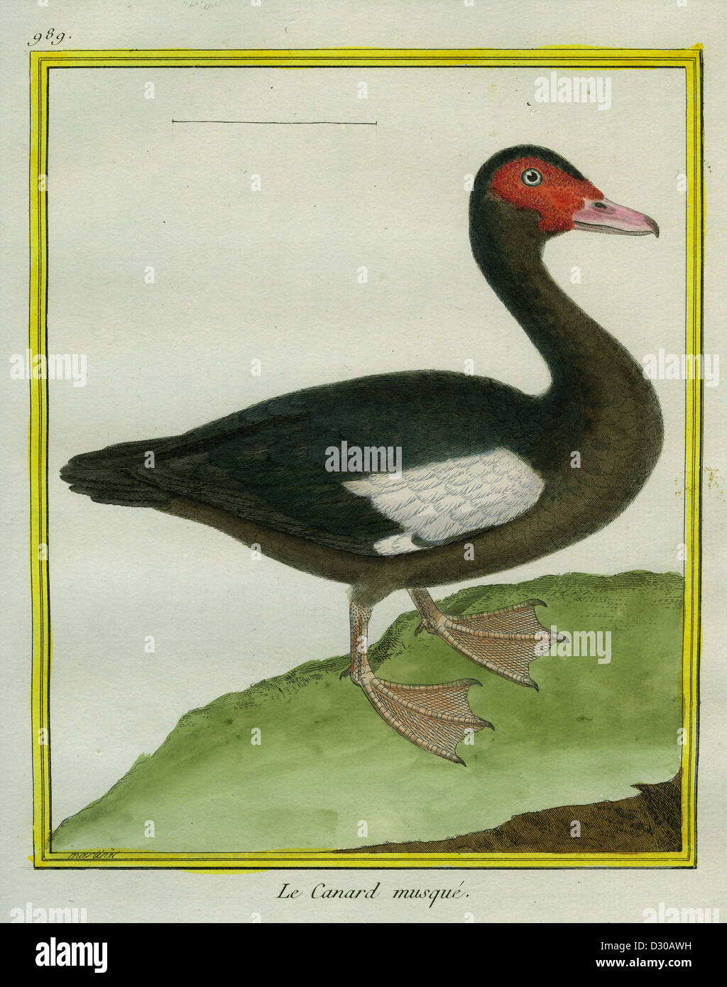 1770 1783 muscovy duck hi-res stock photography and images - Alamy