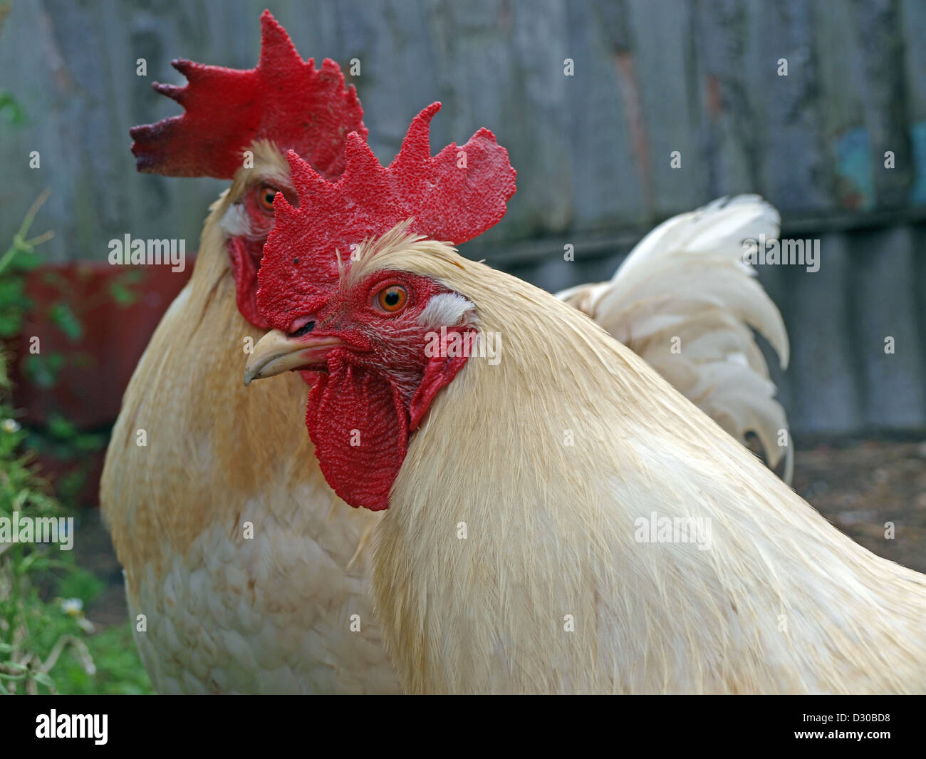 Big white rooster in enclosure, close up Stock Photo - Alamy