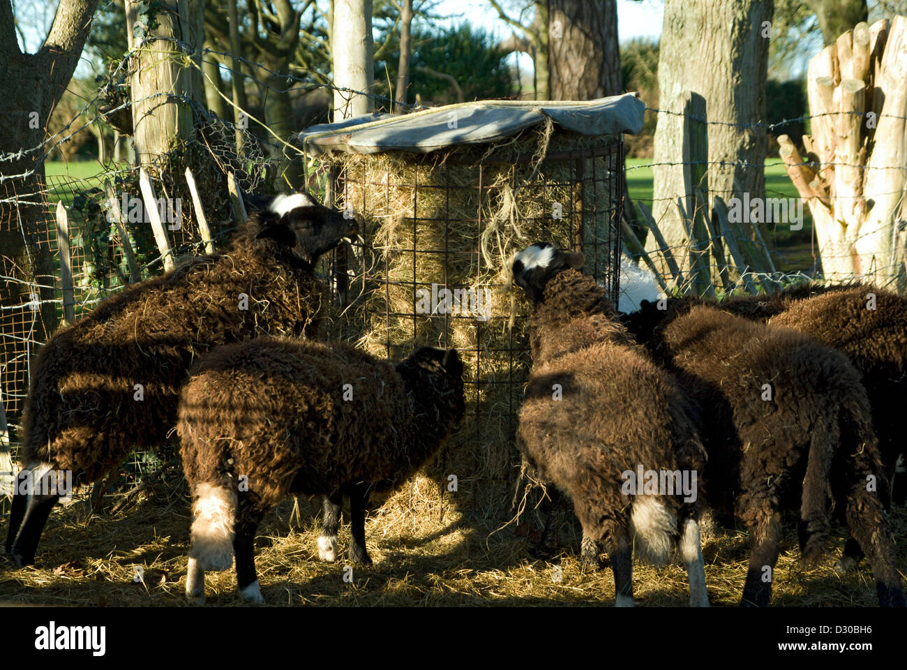 Balwen welsh mountain sheep feeding on hay, Llantwit Major, Vale of ...